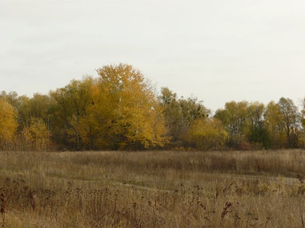 forest side view texture 0004 - Texturelib